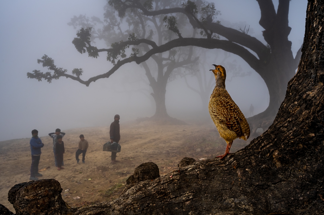 Gallery | Siena International Photo Awards