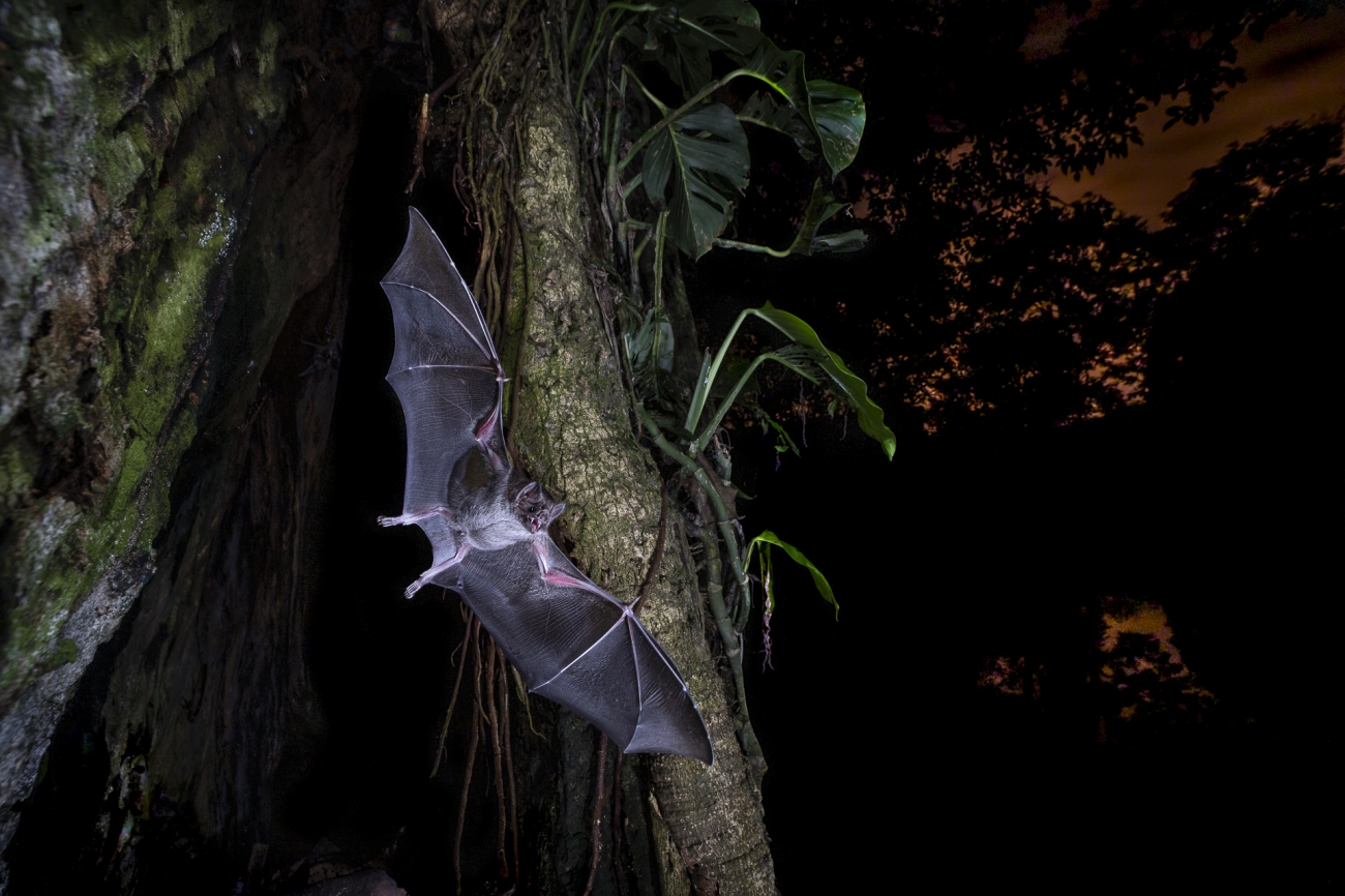 Gallery | Siena International Photo Awards