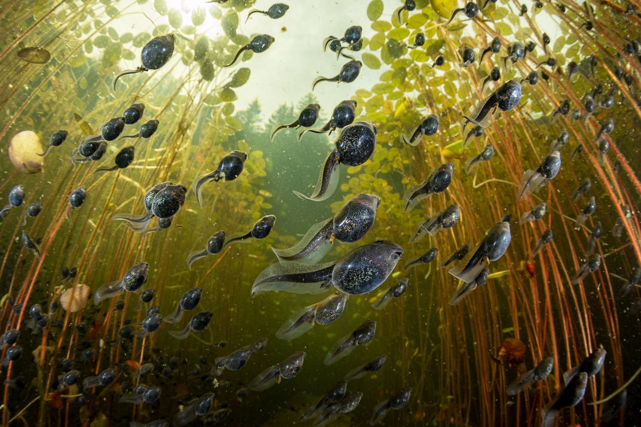 Gallery | Siena International Photo Awards