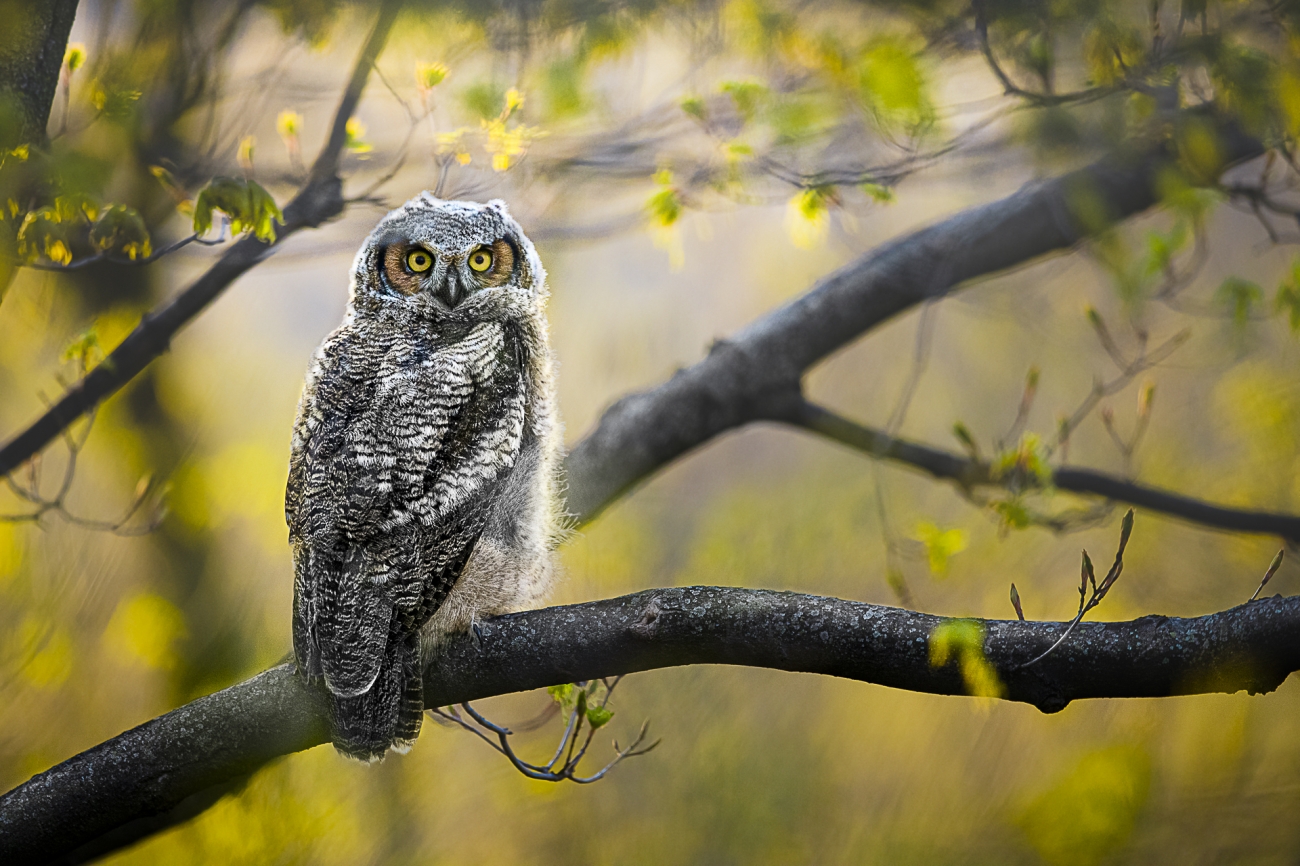 Gallery | Siena International Photo Awards