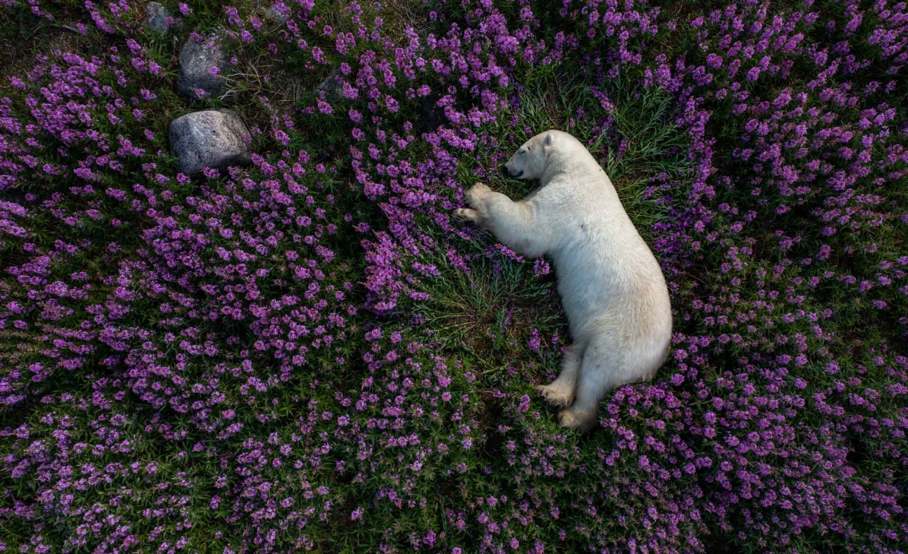 Gallery | Siena International Photo Awards
