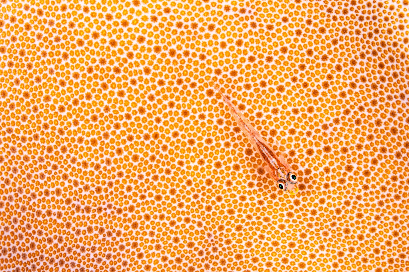Gallery | Siena International Photo Awards
