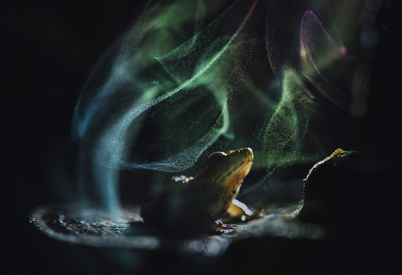 Gallery | Siena International Photo Awards