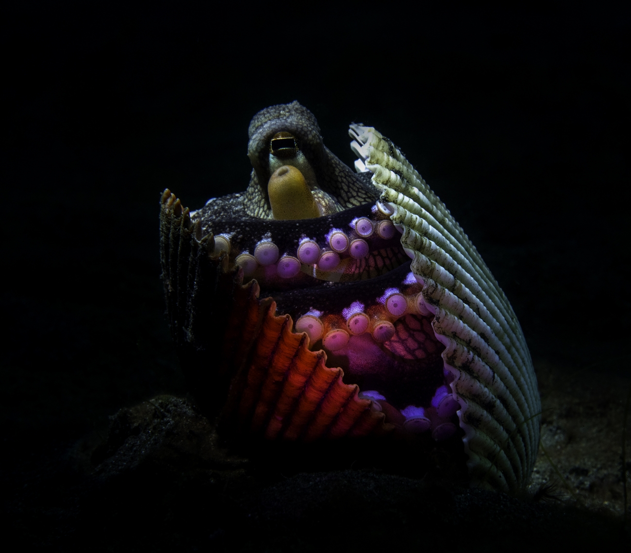 Gallery | Siena International Photo Awards
