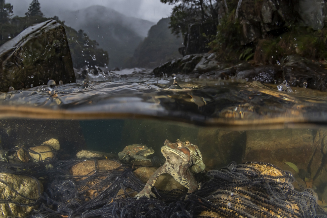 Gallery | Siena International Photo Awards