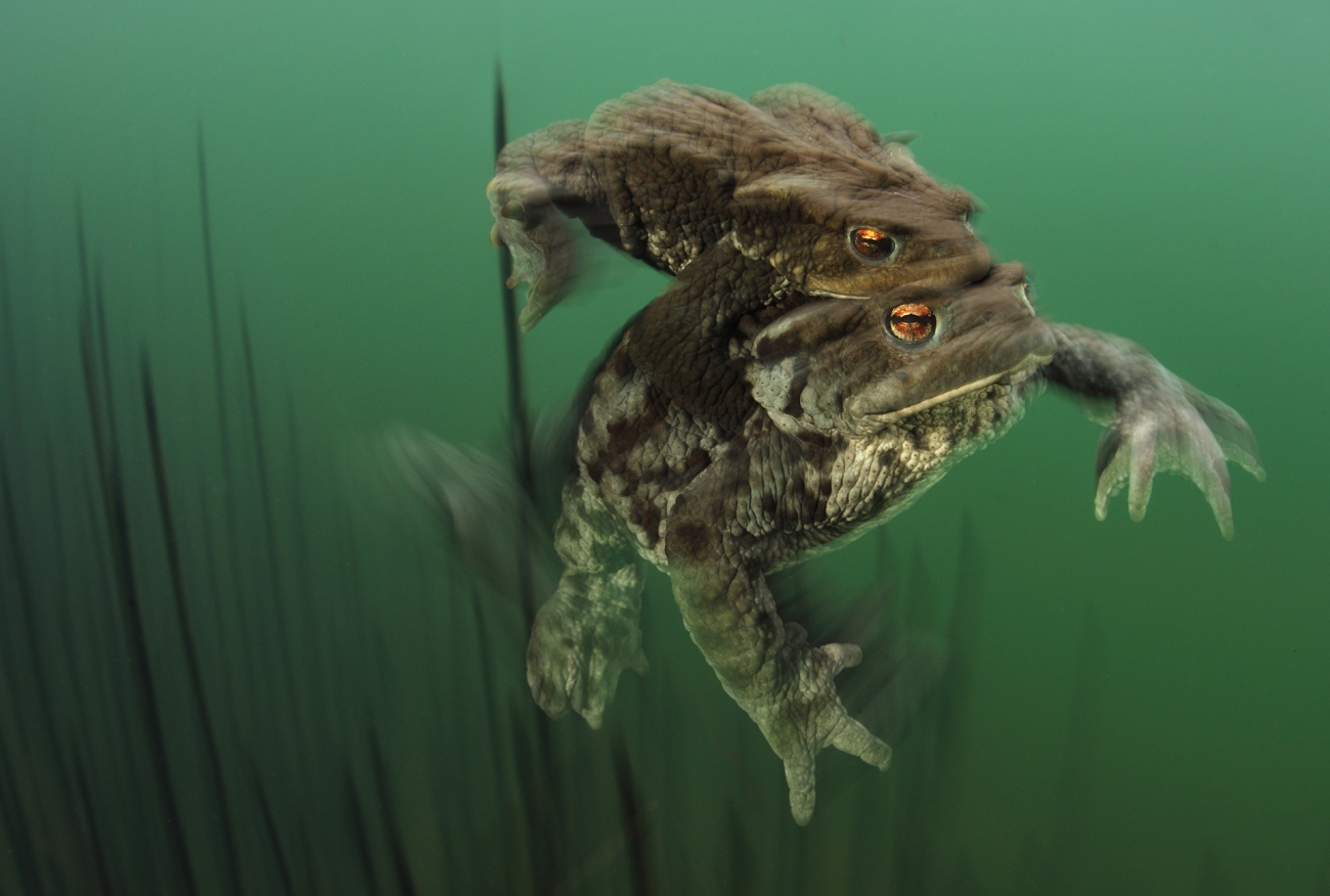 Gallery | Siena International Photo Awards