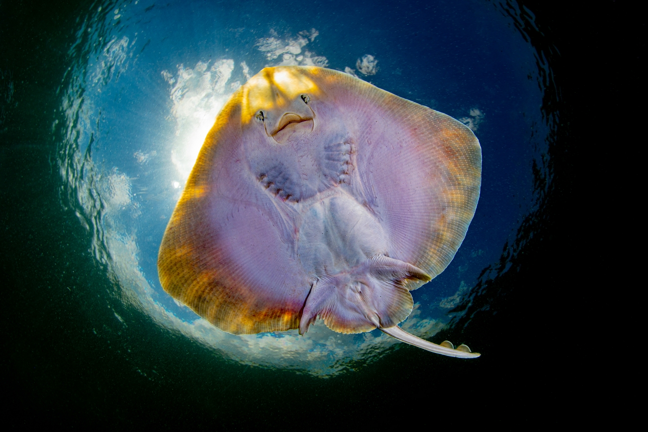 Gallery | Siena International Photo Awards